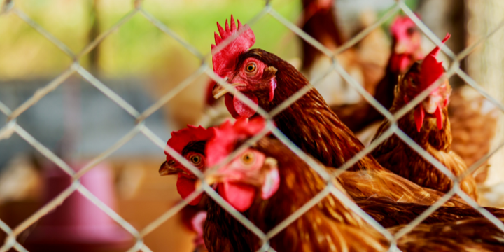 5 conseils pour éviter les poux rouges dans votre poulailler